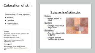 LAYERS OF EPIDERMIS_RHICHA GUPTA.pptx