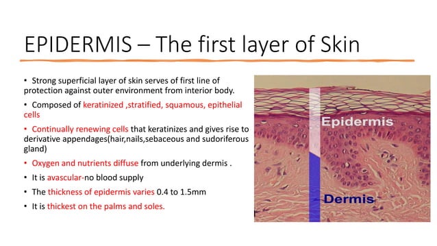 LAYERS OF EPIDERMIS_RHICHA GUPTA.pptx