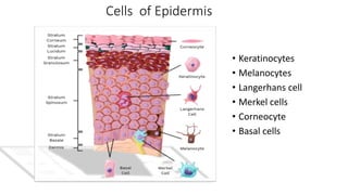 LAYERS OF EPIDERMIS_RHICHA GUPTA.pptx