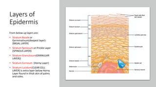 LAYERS OF EPIDERMIS_RHICHA GUPTA.pptx