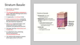 LAYERS OF EPIDERMIS_RHICHA GUPTA.pptx