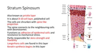 LAYERS OF EPIDERMIS_RHICHA GUPTA.pptx