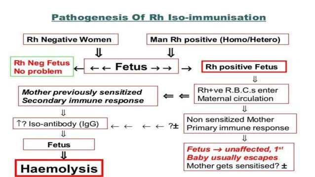 Rh incompatibility | PPT