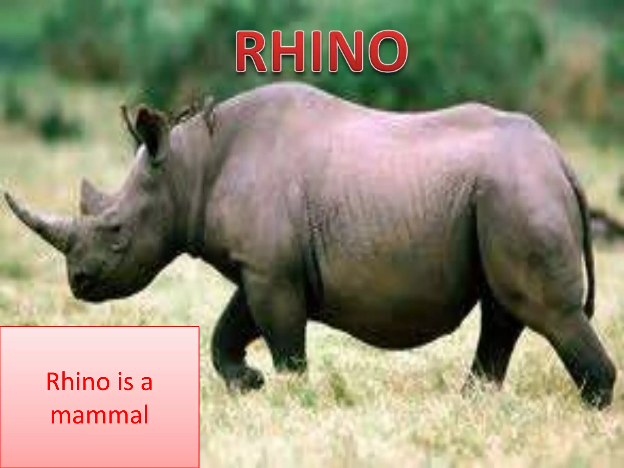 Rhino | PPTX