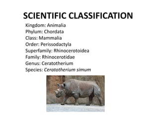 Rhino.pptx