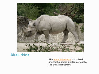 Rhinoceros | PPTX
