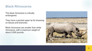 Rhinoceros.pptx