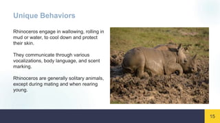 Rhinoceros.pptx