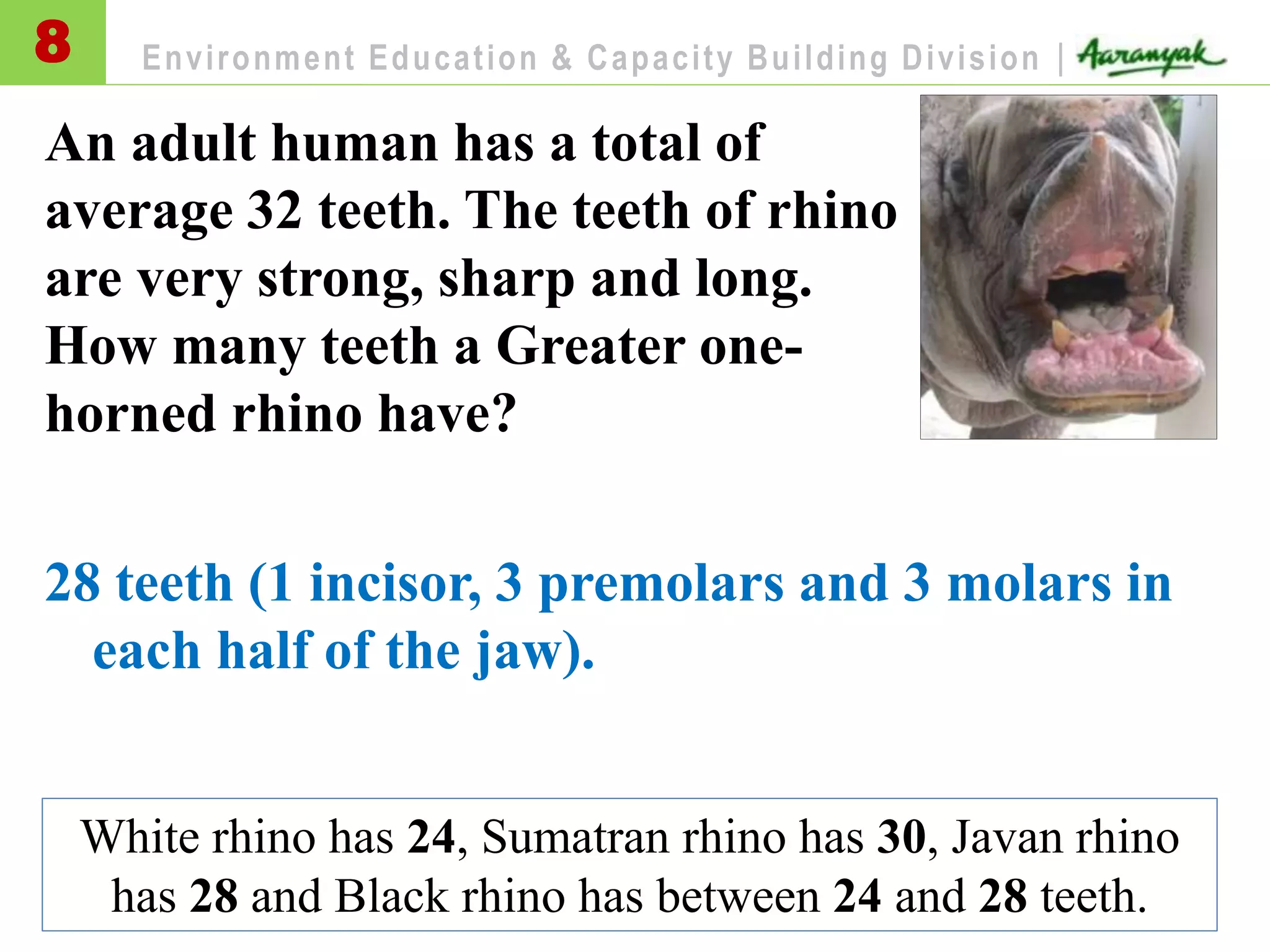 Rhino | PPTX