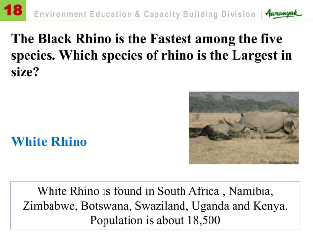 Rhino | PPTX | Large Animals | Pets