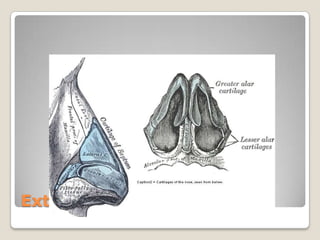Rhinoplasty (Nose Anatomy) | PPTX