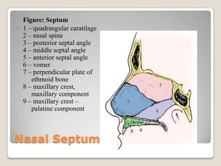 Rhinoplasty (Nose Anatomy) | PPT