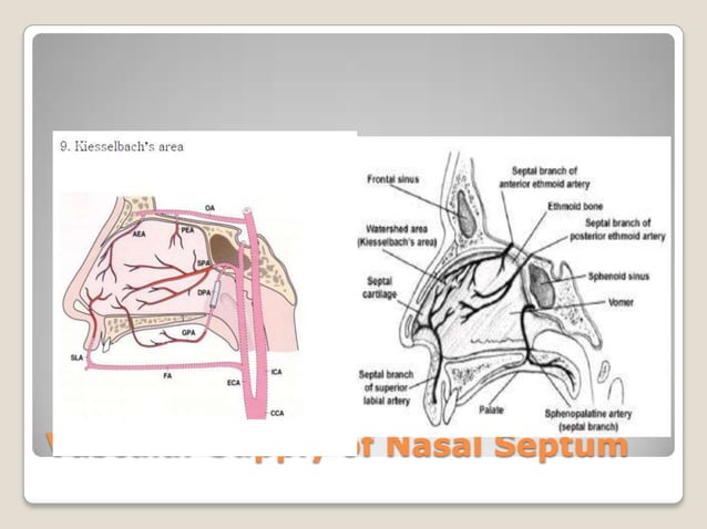 Rhinoplasty (Nose Anatomy) | PPT
