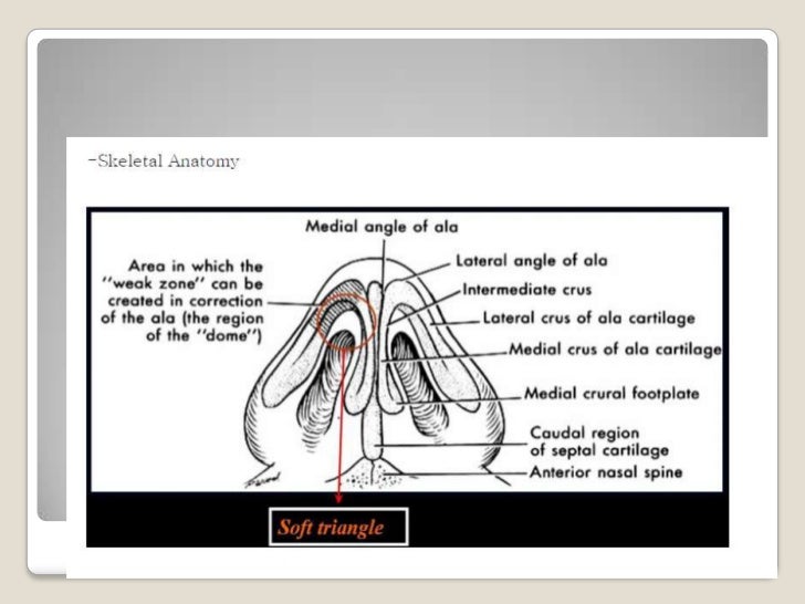 Rhinoplasty (Nose Anatomy)
