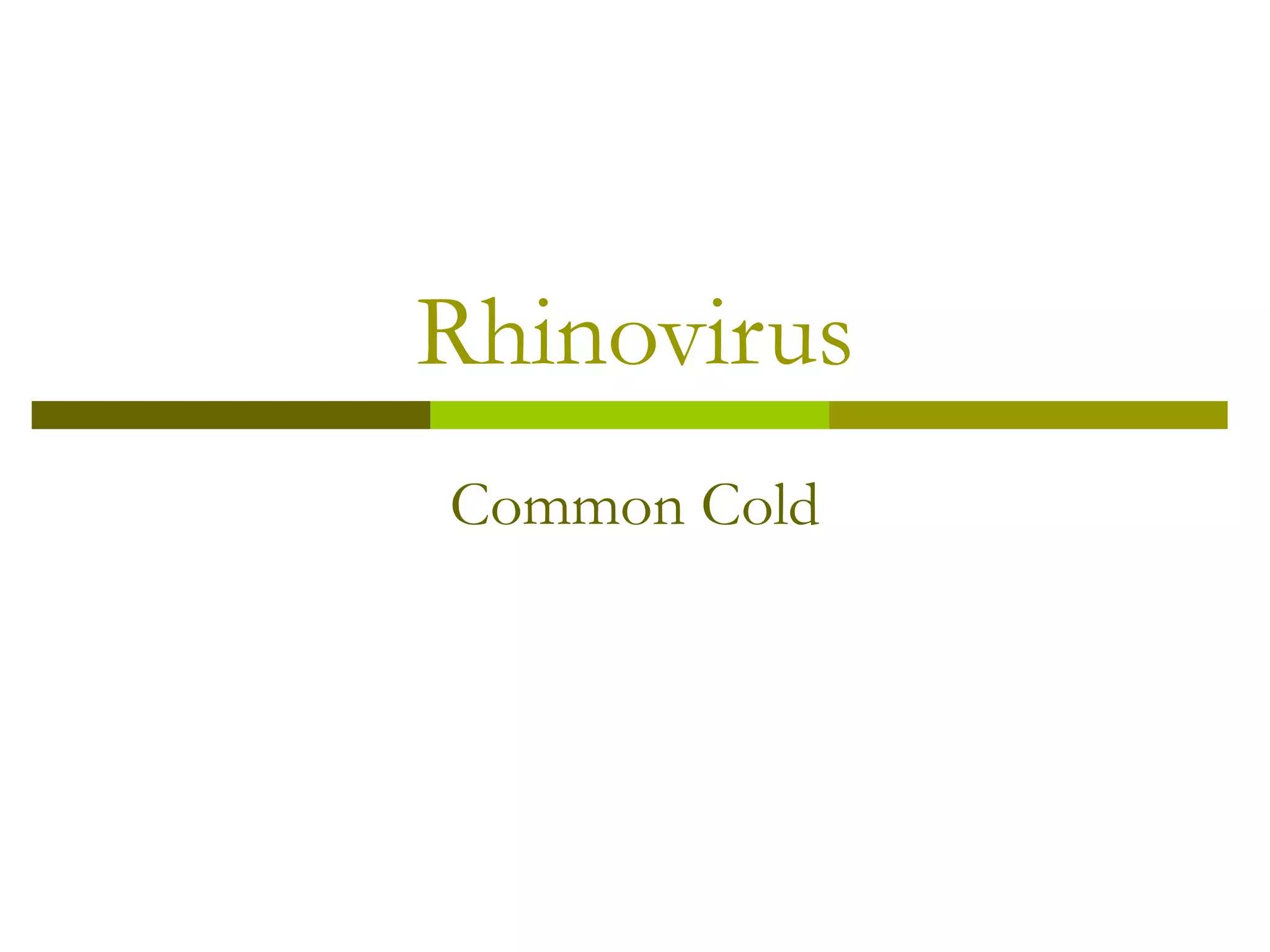 Rhinovirus | PPT