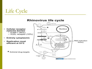 Rhinovirus | PPT