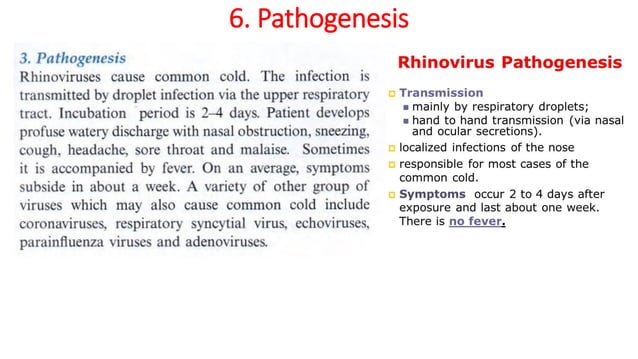 Rhino virus notes | PDF | Infectious Diseases | Diseases and Conditions