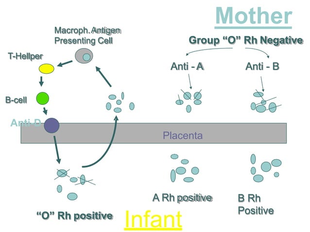 Rh isoimmunization | PPTX | Pregnancy | Reproductive Health