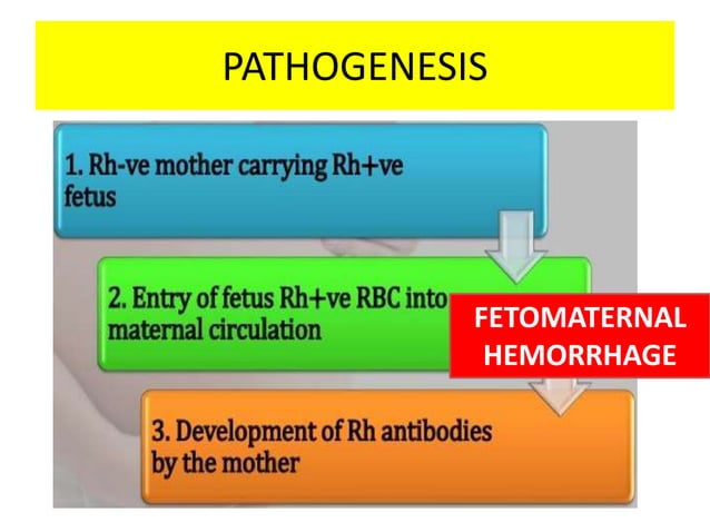 Rh isoimmunization | PPTX | Pregnancy | Reproductive Health