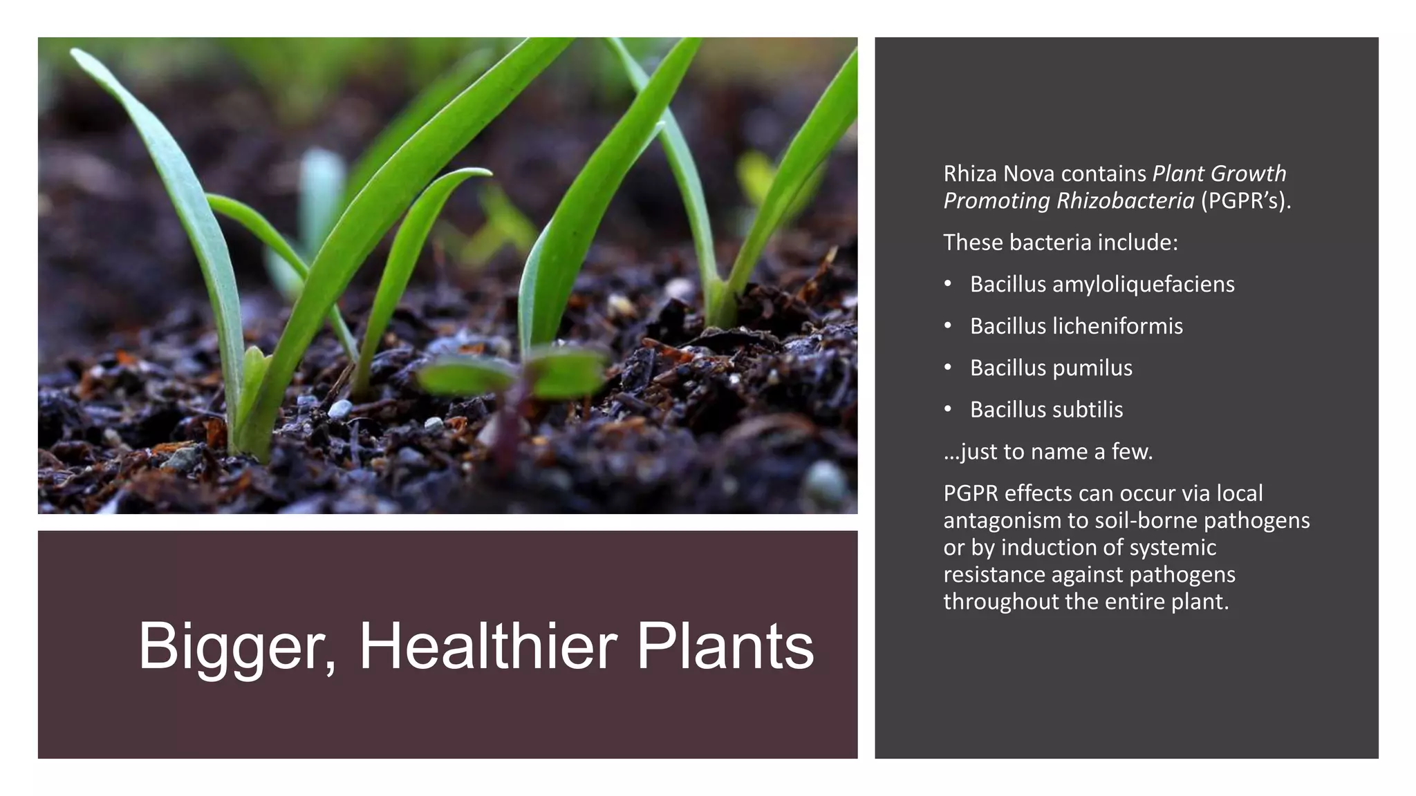 Rhiza Nova | PPTX