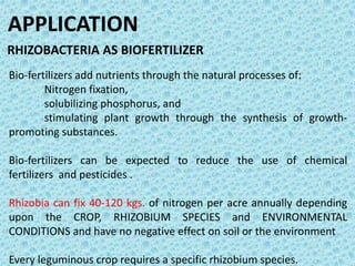 Rhizobacteria_and_their_Application.pptx
