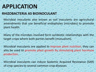 Rhizobacteria_and_their_Application.pptx