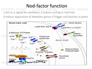symbiosis establisment between leguminous plant and rhizobacteria | PPT