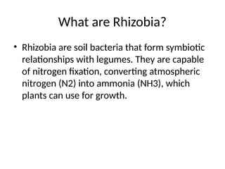 Rhizobia_bacteria_presentation______pptx | PPTX