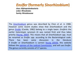 Rhizobium | PPTX