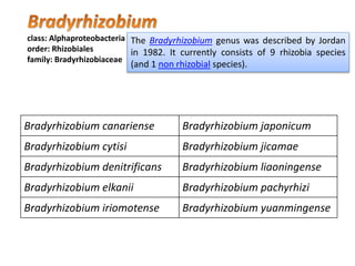 Rhizobium | PPTX