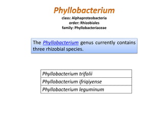 Rhizobium | PPTX