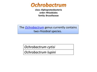 Rhizobium | PPTX