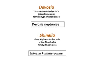 Rhizobium | PPTX