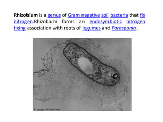 Rhizobium | PPTX
