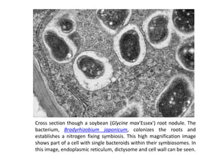 Rhizobium | PPTX