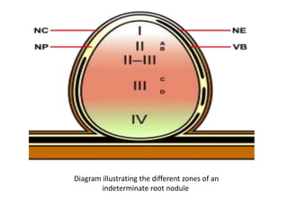 Rhizobium | PPTX