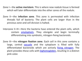 Rhizobium | PPTX