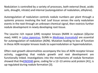 Rhizobium | PPTX
