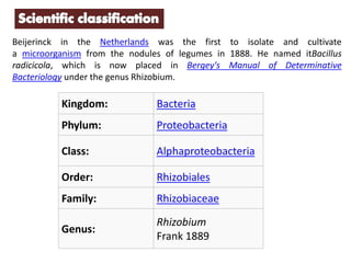 Rhizobium | PPTX