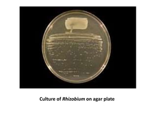 Rhizobium | PPTX