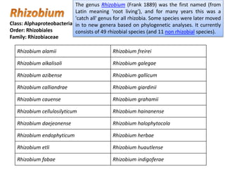 Rhizobium | PPTX