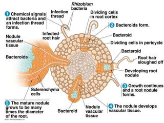 Rhizobium Microscope