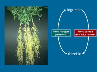 Rhizobium | PPT