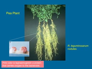 Rhizobium | PPT