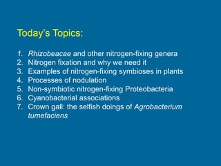 Rhizobium | PPT