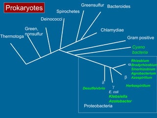 Rhizobium | PPT | Gardening | Home & Garden