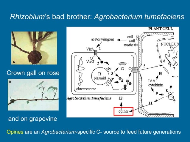 Rhizobium | PPT | Gardening | Home & Garden