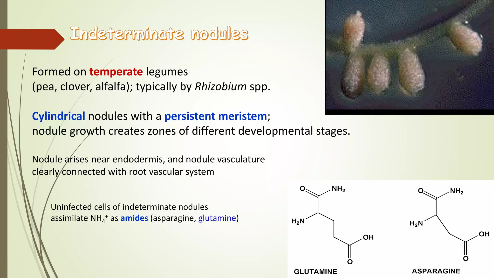 Rhizobium | PPTX