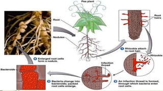 Rhizobium | PPTX