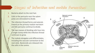 Rhizobium | PPTX